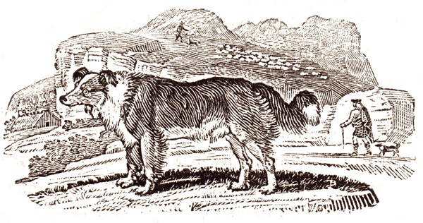 No Dramas - Australian Cattle Dogs