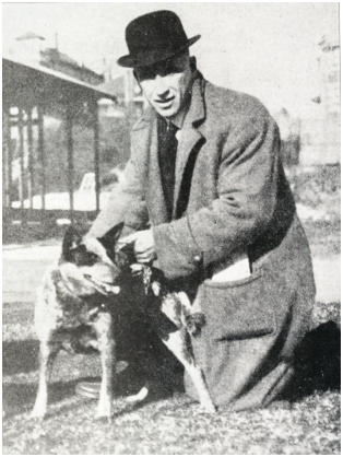 No Dramas - Australian Cattle Dogs