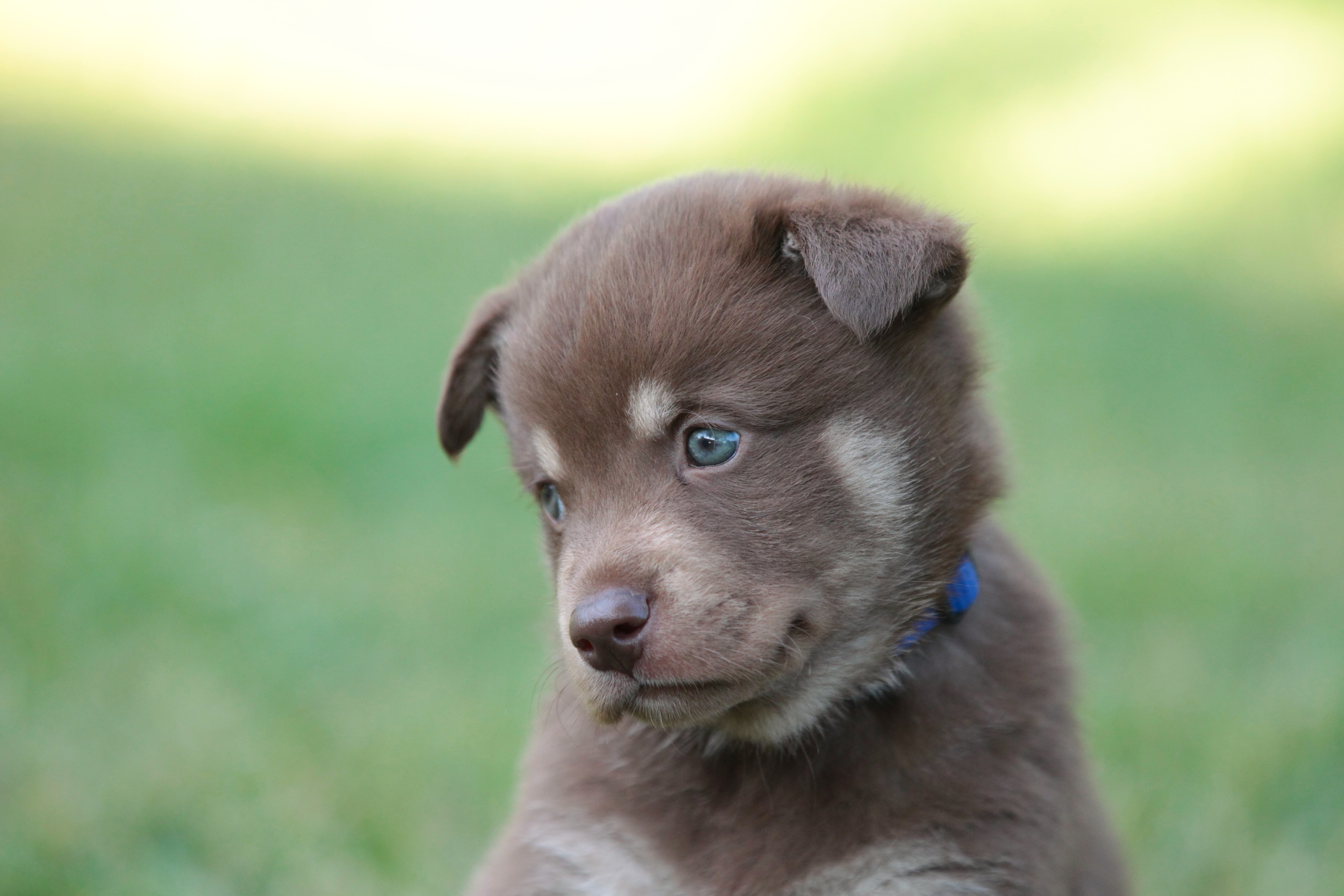 No Dramas - Kutsikad